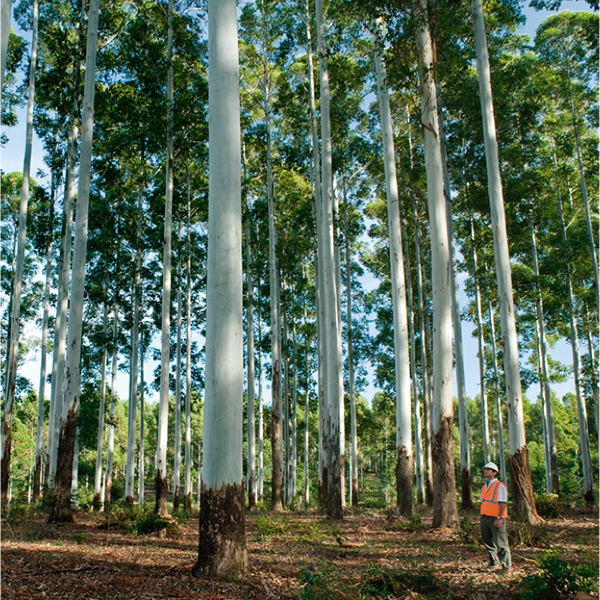 Red Grandis – Lumber Deck