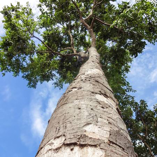 Tiger Wood – Lumber Deck