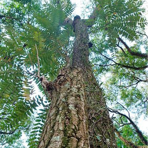 Spanish Cedar – Lumber Deck